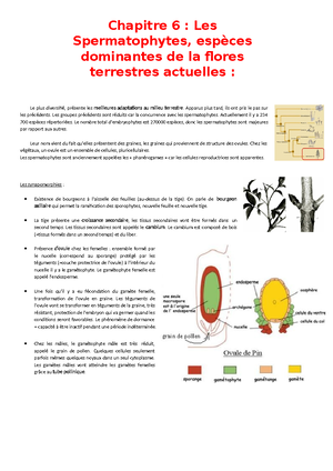 Chapitre 3 Les mycètes - CHAPITRE 3 Les mycètes, des thallophytes bien ...