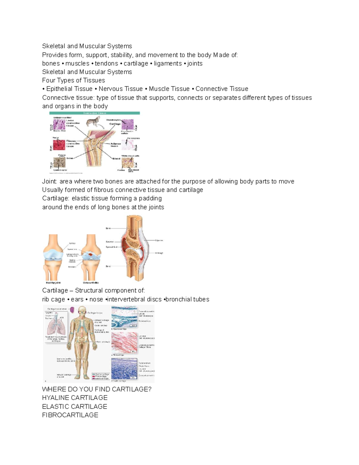 Skeletal and Muscular Systems - Skeletal and Muscular Systems Provides ...