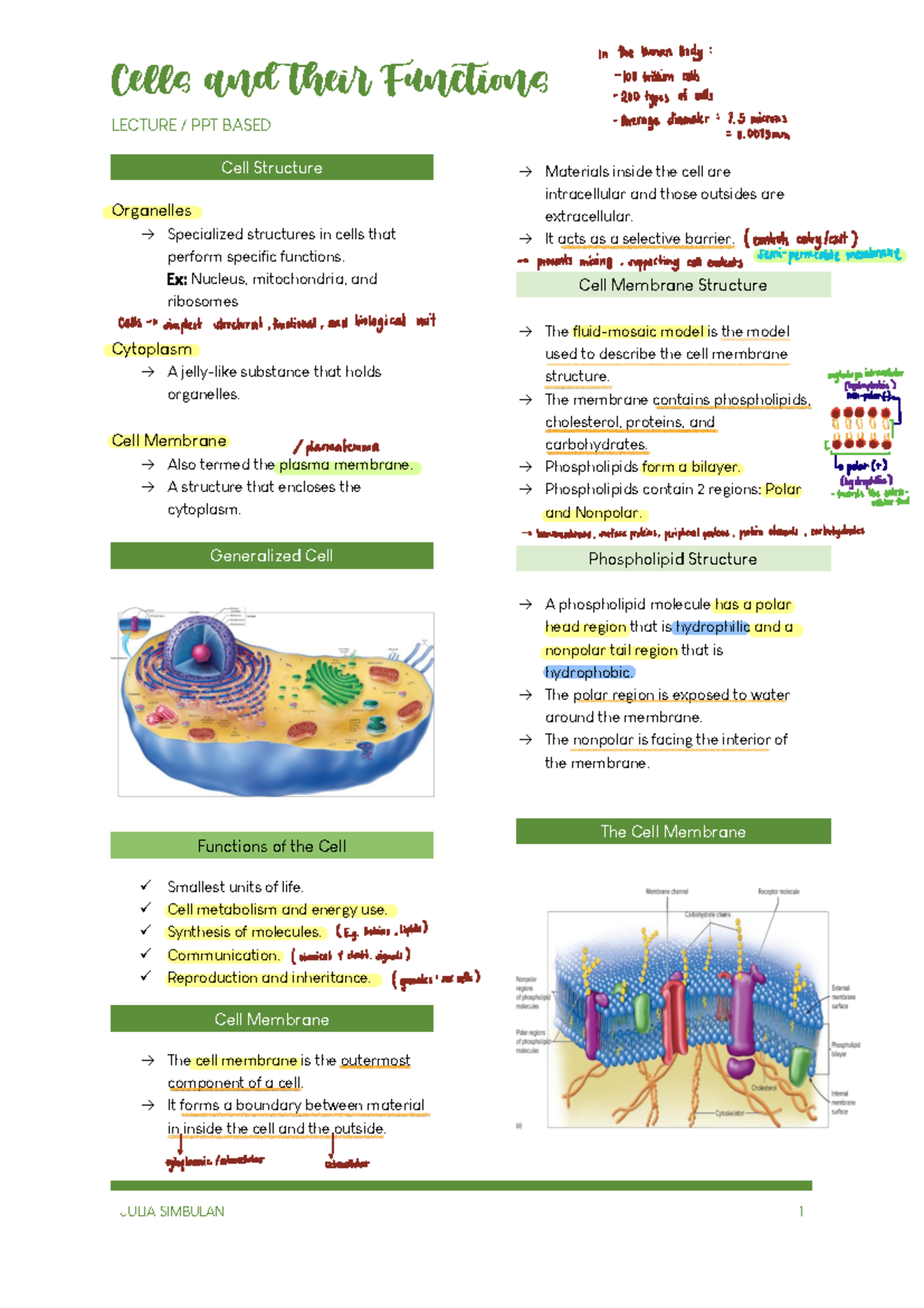 Anaphy - Cell Structures and their Function PDF - Cells and their ...