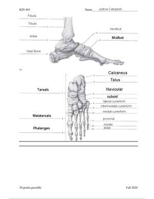 Foot and toe lab - lab of foot & toe - KIN 463 Name ...