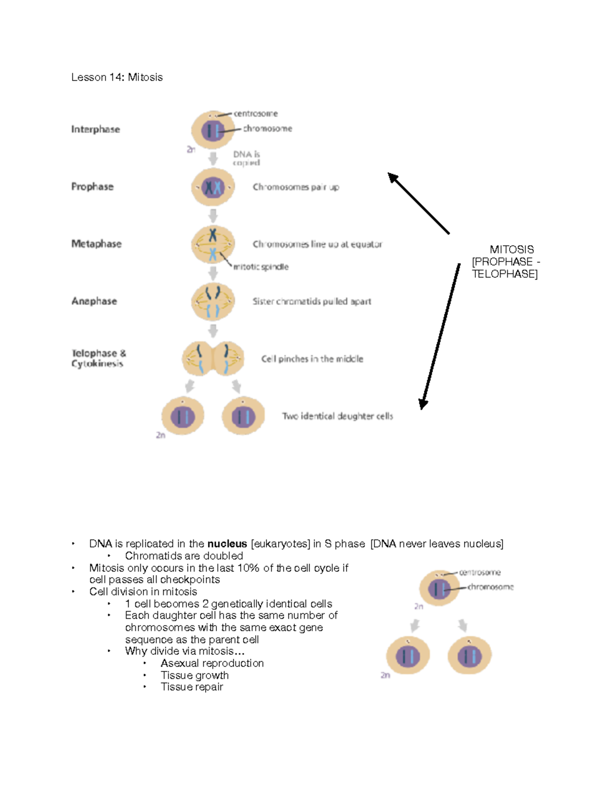 Lesson 14 notes - Lesson 14: Mitosis DNA is replicated in the nucleus ...