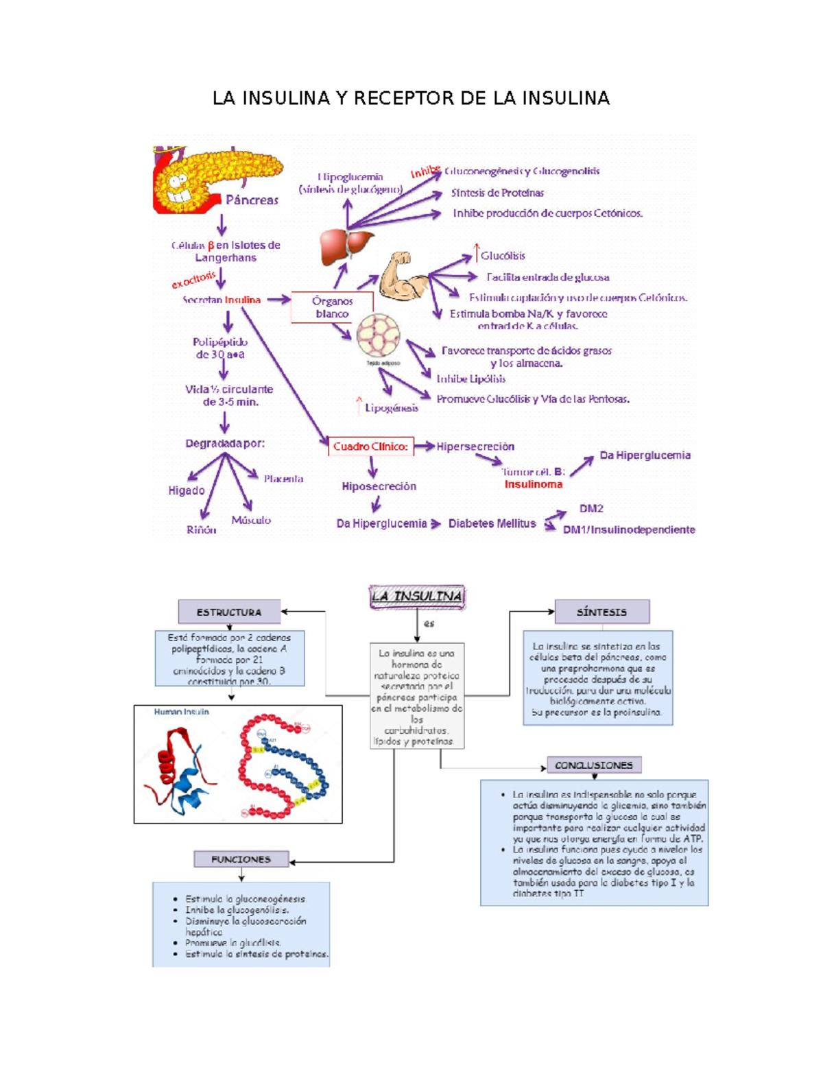 Carbohidratos BIOLOGÍA PRÁCTICA - LA INSULINA Y RECEPTOR DE LA INSULINA ...