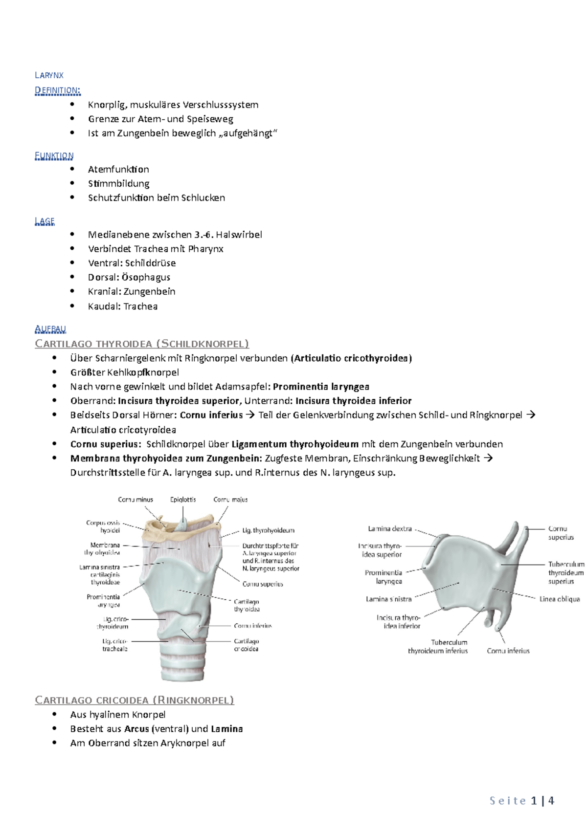 Larynx - Rachen mit Bilder Übersicht Zusammenfassung - LARYNX D ...