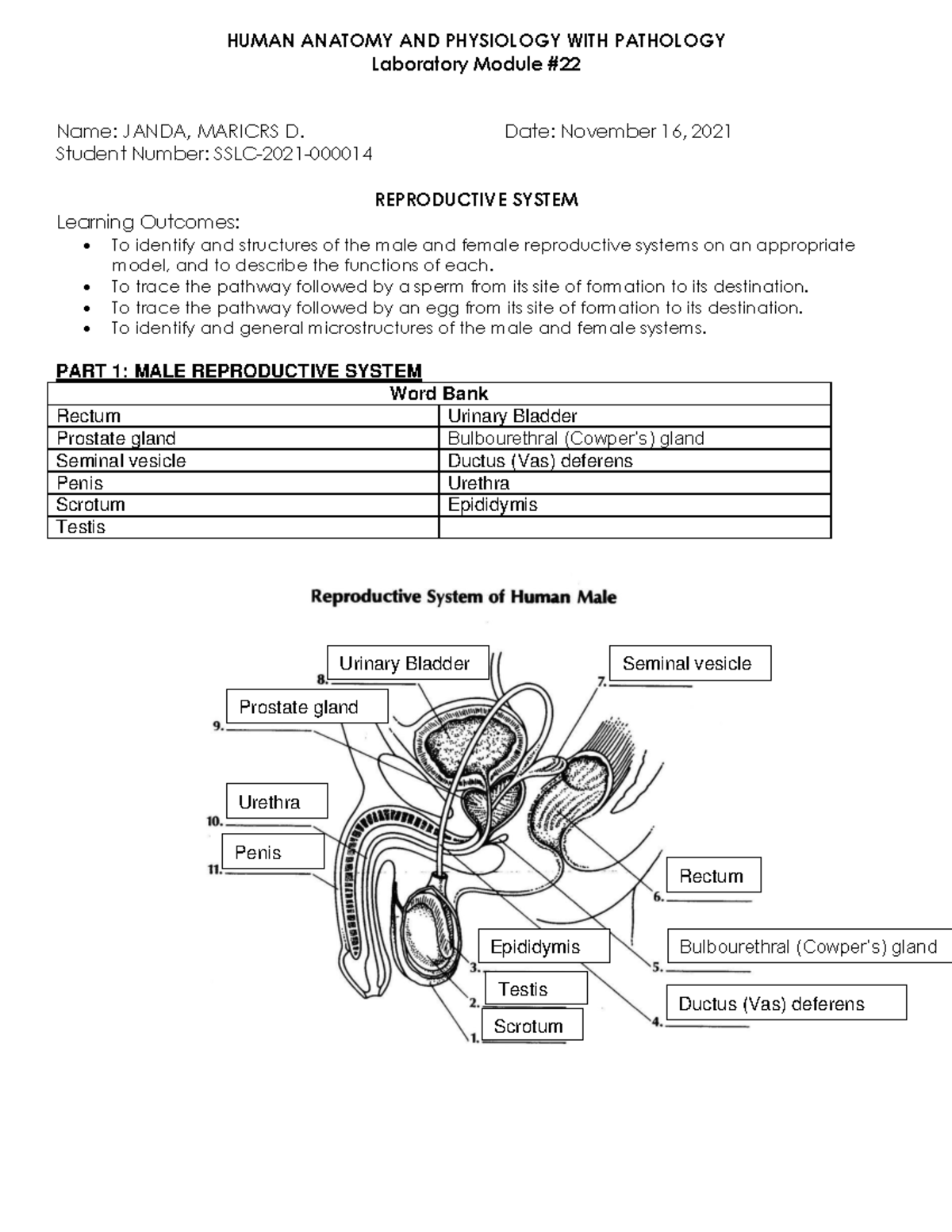 Reproductive System - Laboratory Module # 22 Name: JANDA, MARICRS D ...