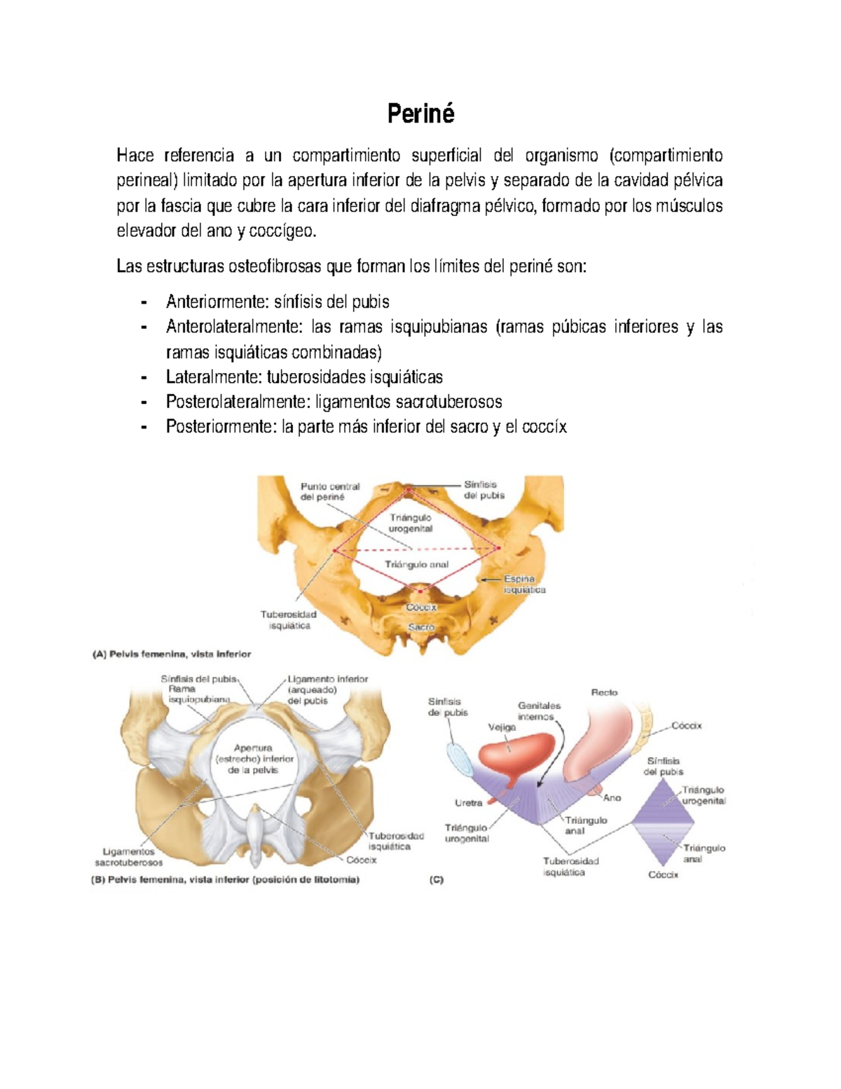 Periné - Periné Hace referencia a un compartimiento superficial del ...