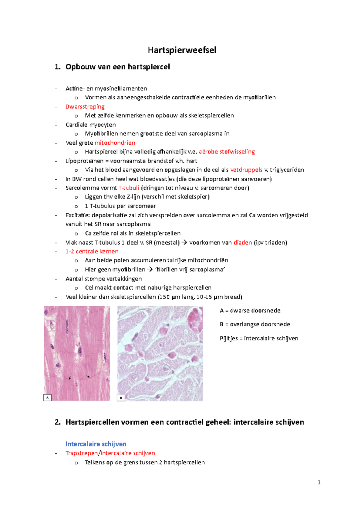 Hartspierweefsel - Opbouw van een hartspiercel Actine- en ...