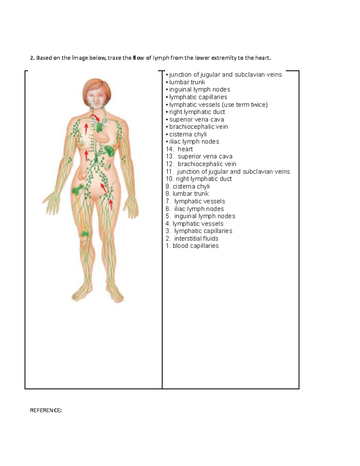 Anaphylab #2 - ABOUT THE LYMPHATIC SYSTEM - Based on the image below ...