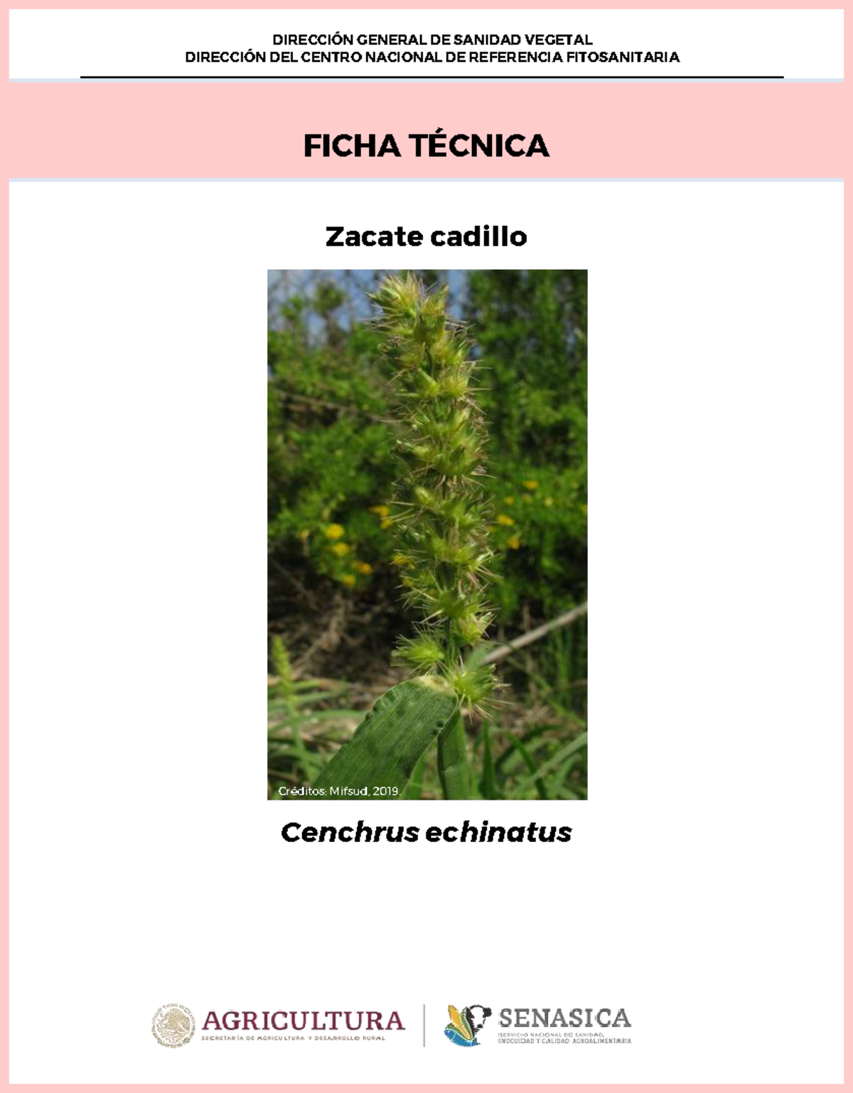 Ficha t cnica Zacate cadillo 2020 - DIRECCIÓN DEL CENTRO NACIONAL DE ...