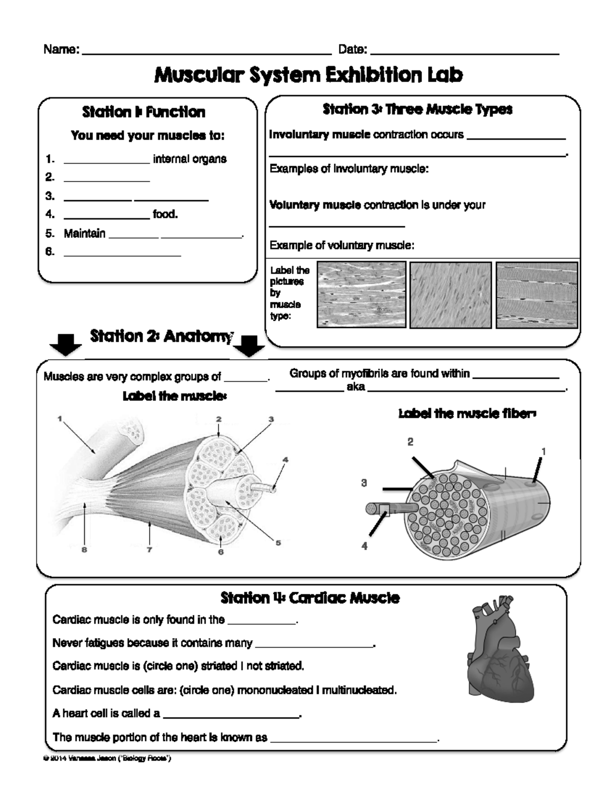 Ella Bergeron - Muscular System Answer Sheet - Name: Date: Muscular ...