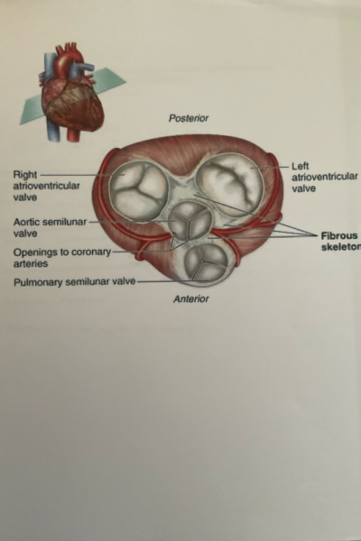 Cardiac skeleton diagram 2 - BIOL 228L - Studocu