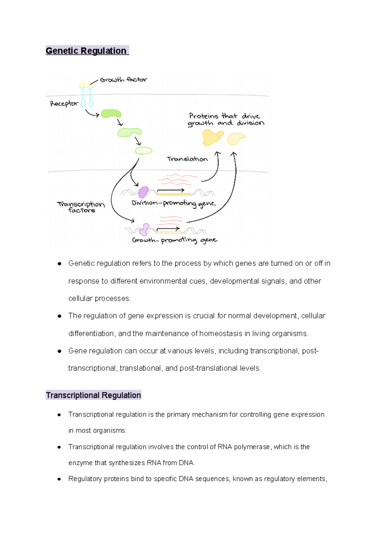 Genetic Regulation - The regulation of gene expression is crucial for ...