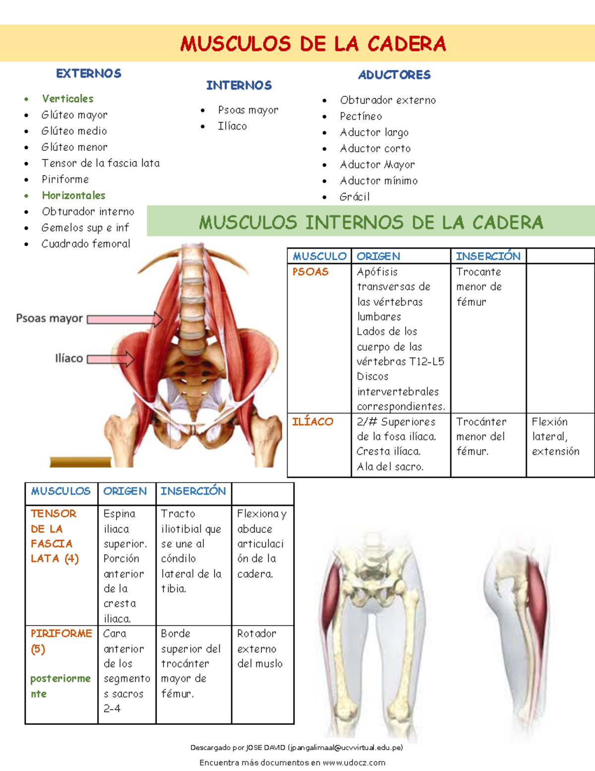 Musculos del miembro resumen - MUSCULO ORIGEN INSERCI”N PSOAS ApÛfisis ...