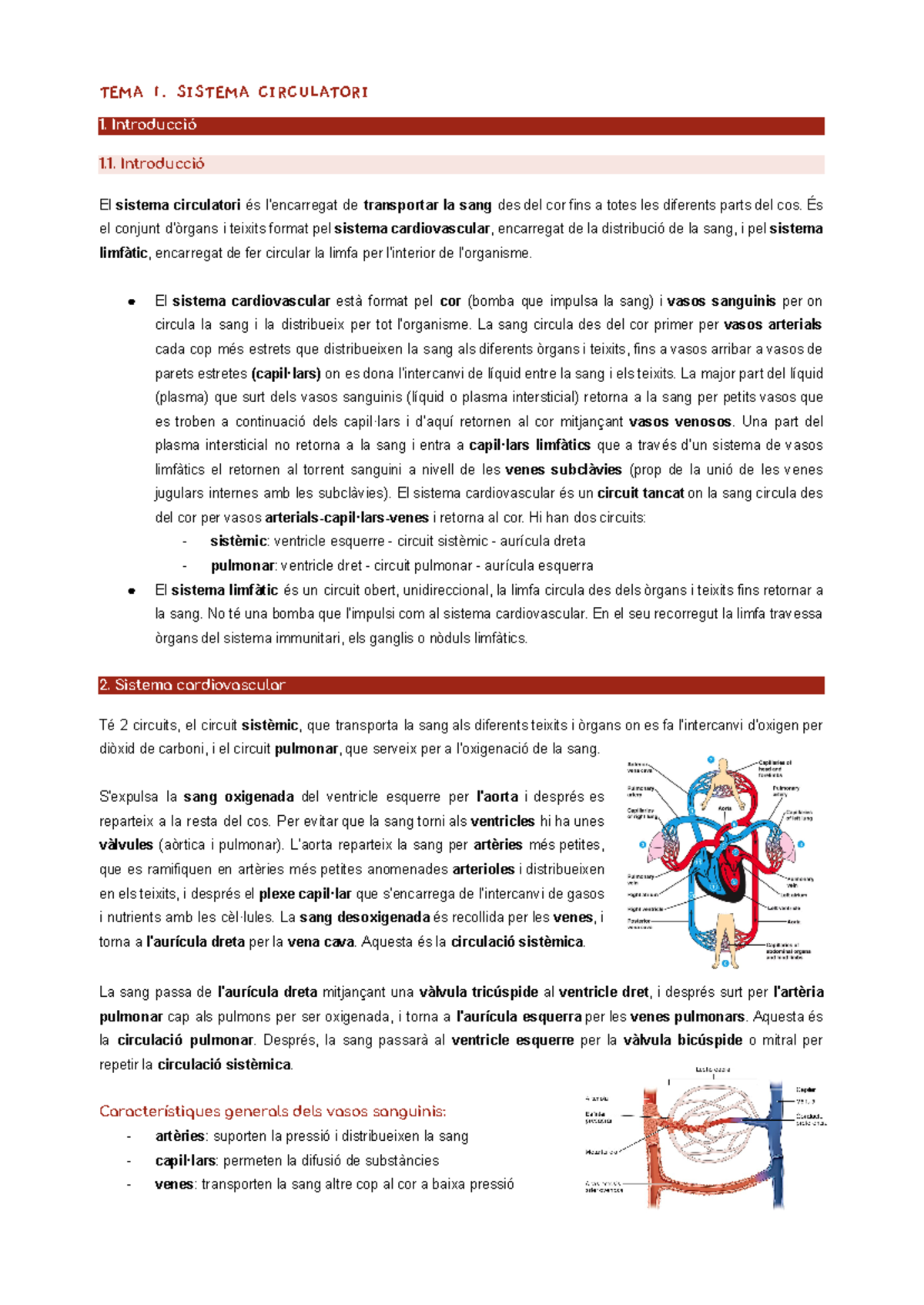 Part 2 - apunts - TEMA 1. SISTEMA CIRCULATORI Introducció Introducció El sistema circulatori és ...