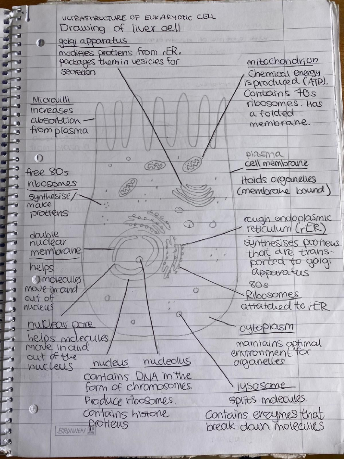 Annotated Drawing of Liver Cell SL Bio 2023 - Biology SL - Studocu