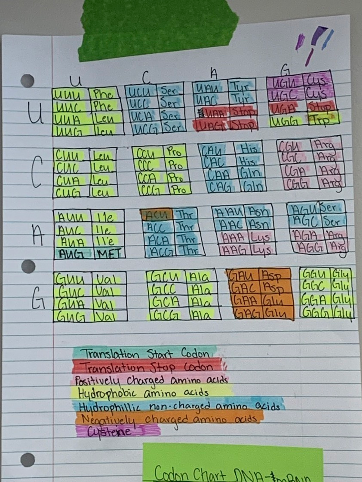 IMG 5007 - Codon Chart for mRNA and Protein synthesis - u C A G Phe ucu ...