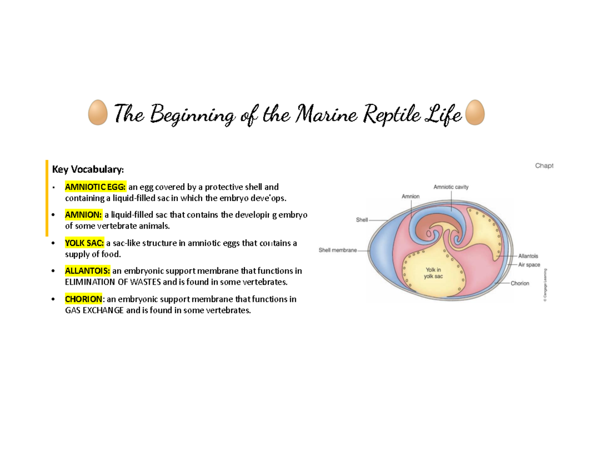 Marine Reptile - YOLK SAC: a structure in amniotic eggs that contains a ...