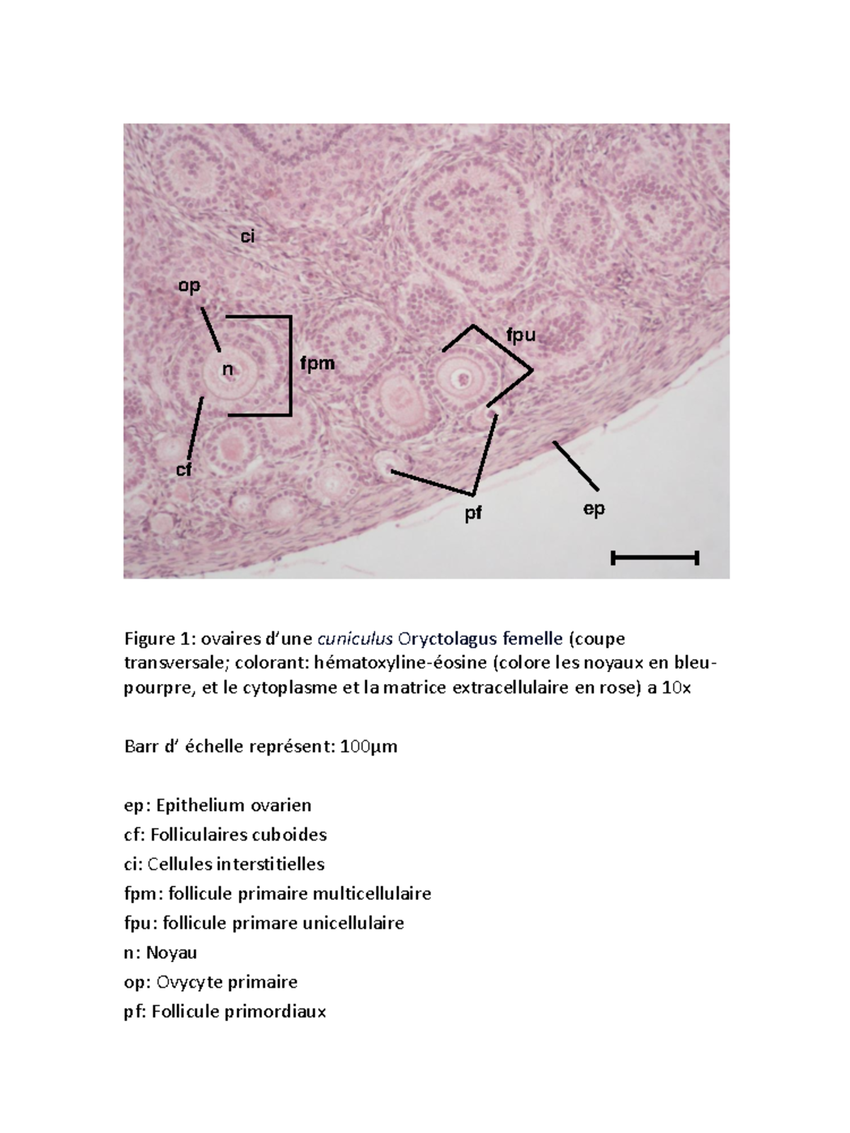 BIO1540 - lab meiose - had to label the components of rabbit ovaries ...