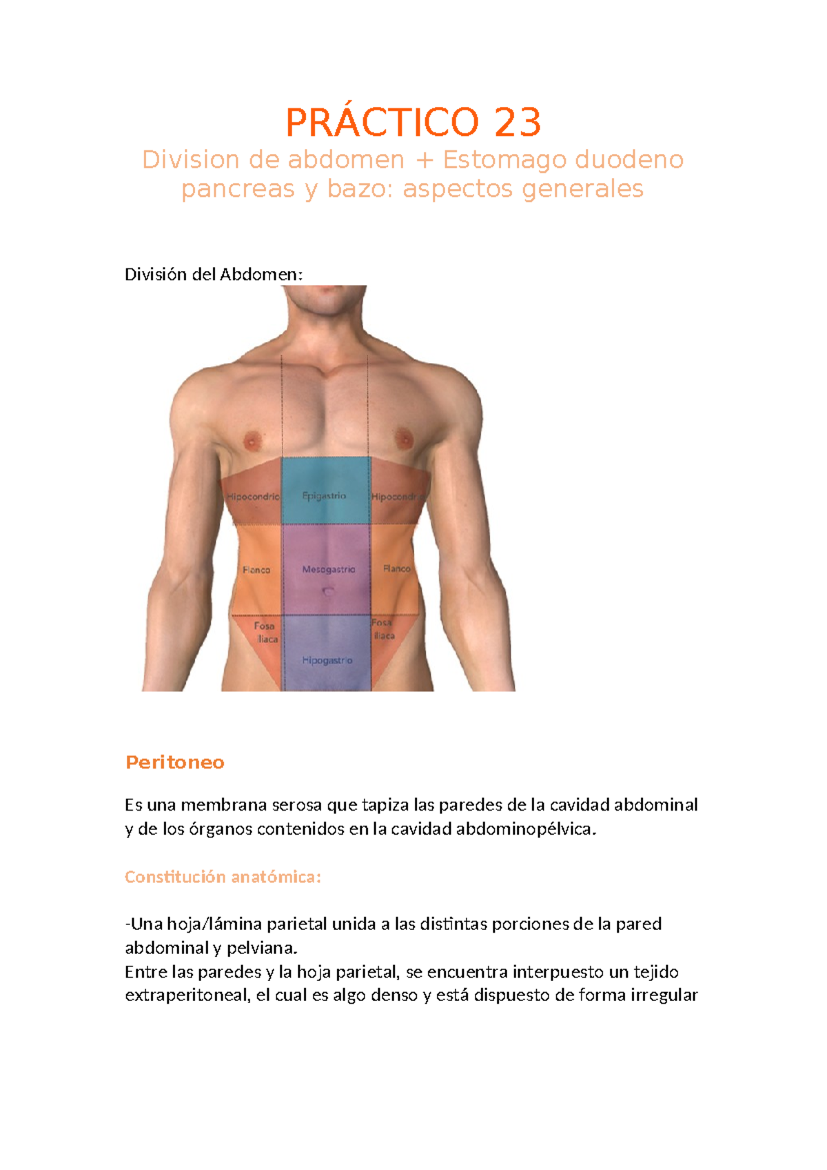 Division de abdomen + Estomago duodeno pancreas y bazo - Constitución ...