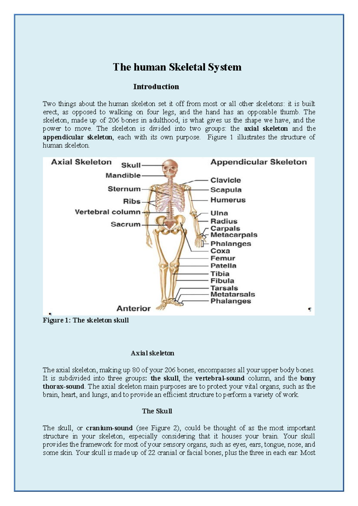 The Human Skeletal System - The human Skeletal System Introduction Two ...