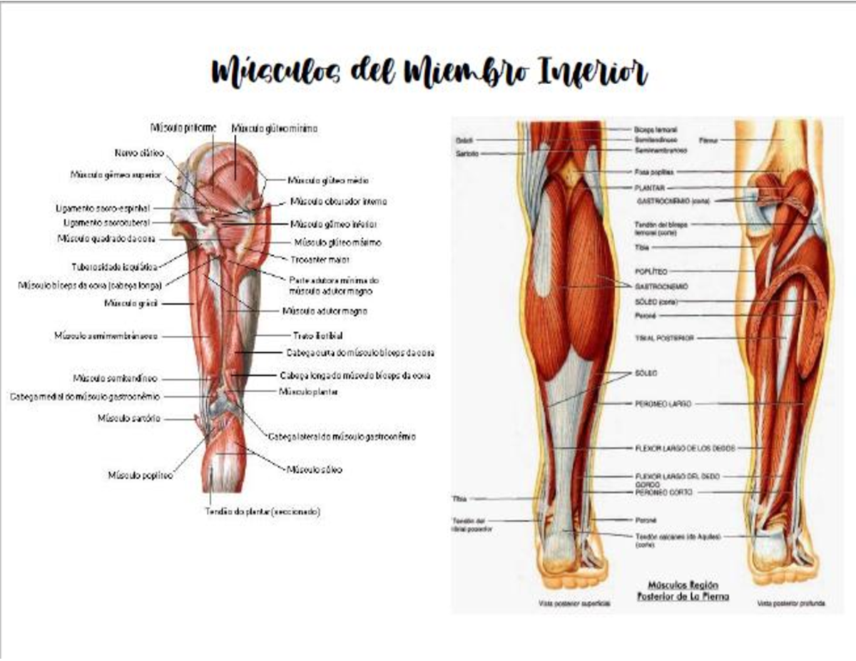 Musculos miembro inferior - Salud Pública - Studocu