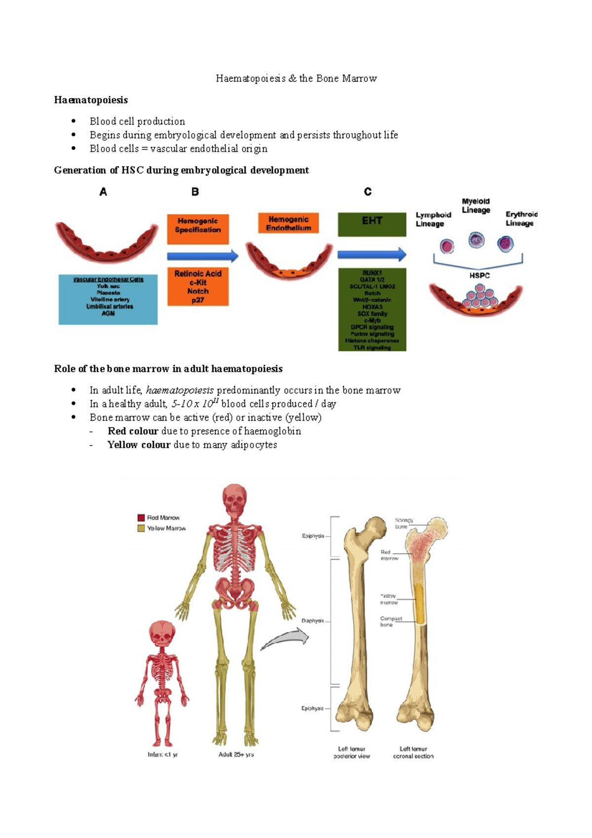 Lecture 2 Haematopoiesis - Haematopoiesis & the Bone Marrow ...