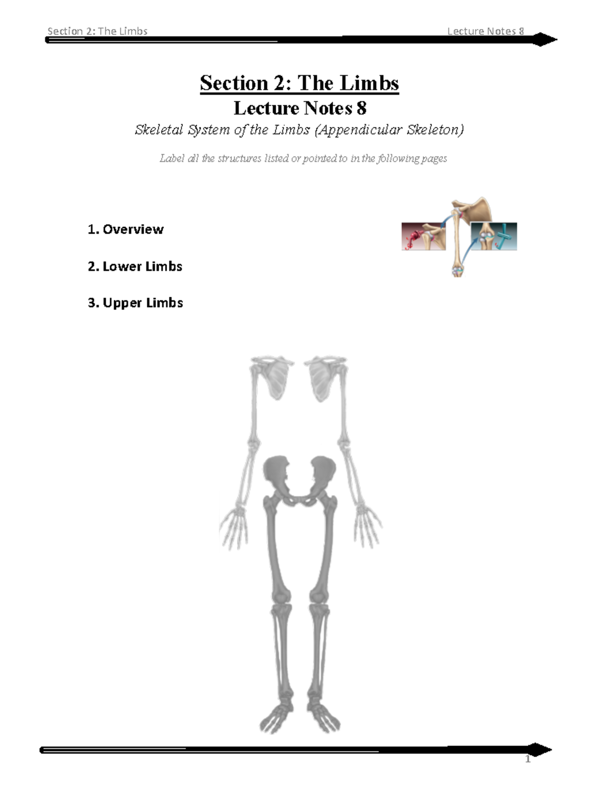8-Lecture N 8- limb skeleton - Lecture Notes 8 Section 2: The Limbs ...