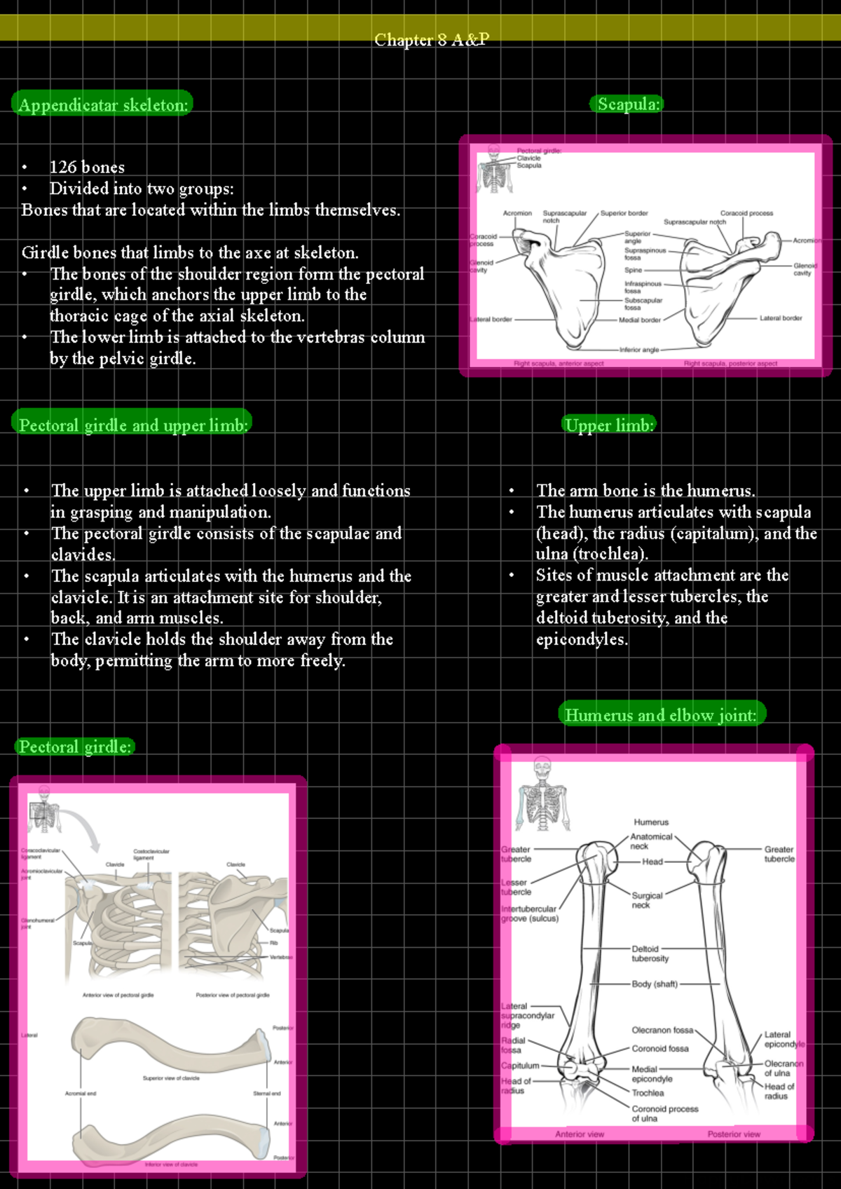Chapter 8 - notes over bones - ZOOL 2013 - Studocu