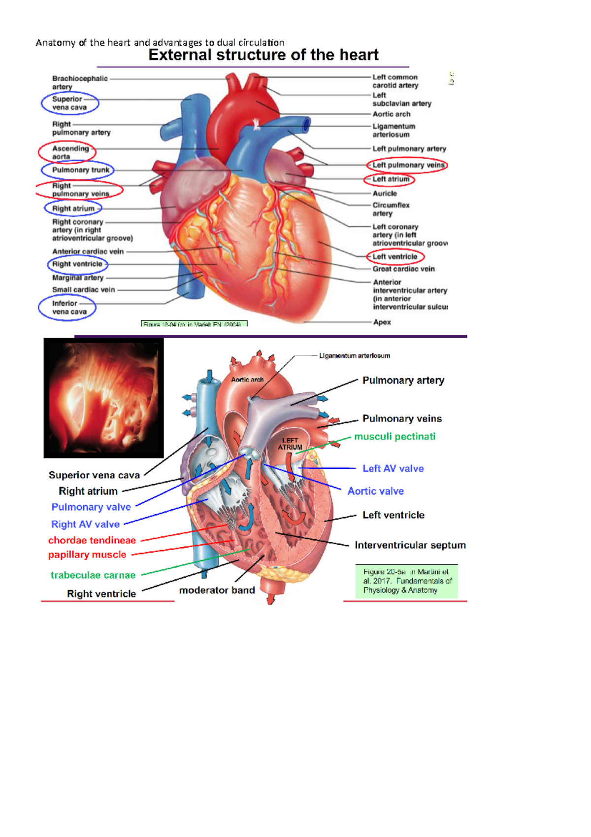 CVs2 lecture notes - Anatomy of the heart and advantages to dual ...
