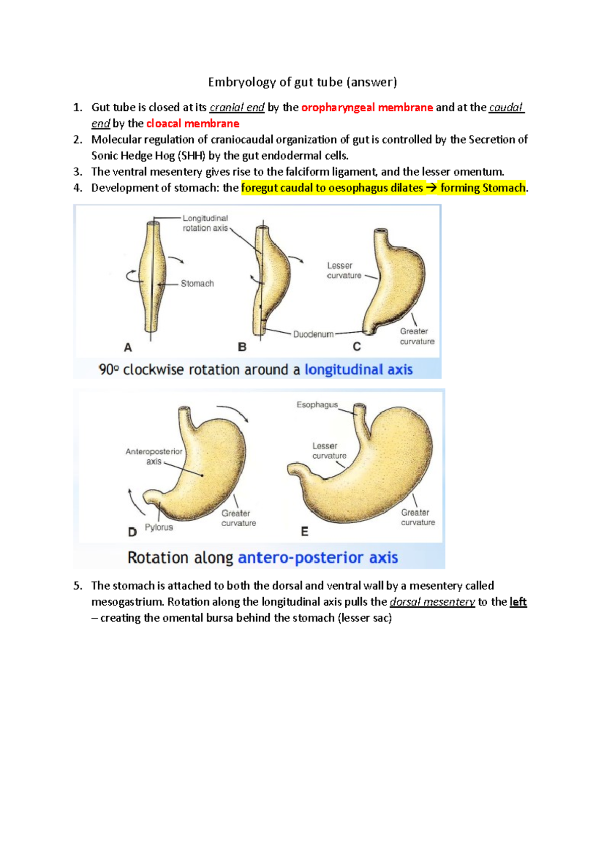 Embryology of gut tube (answer) - The ventral mesentery gives rise to ...