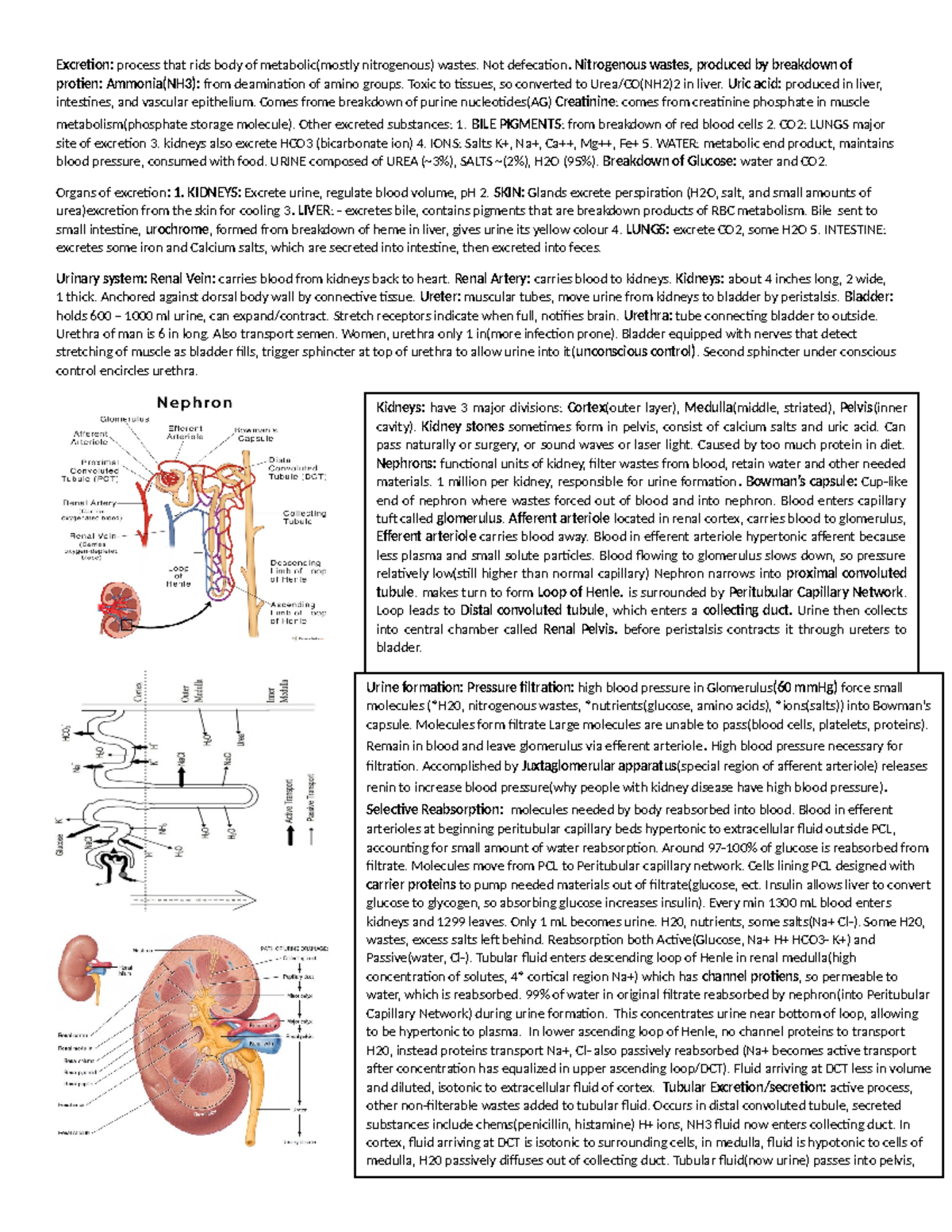 Excretion study guide - notes on the excritory system for anatomy and ...