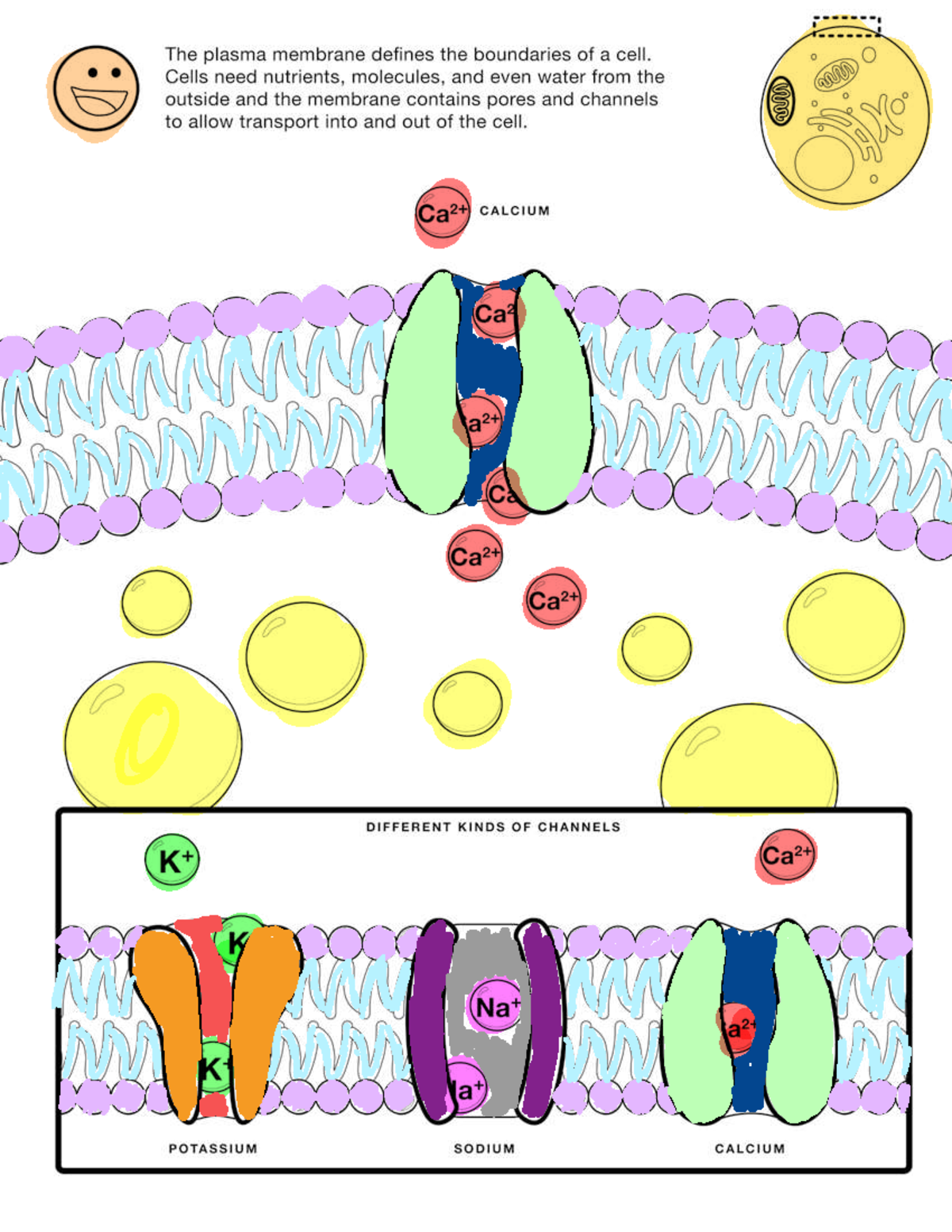 Plasma Membrane Worksheet - The plasma membrane defines the boundaries ...