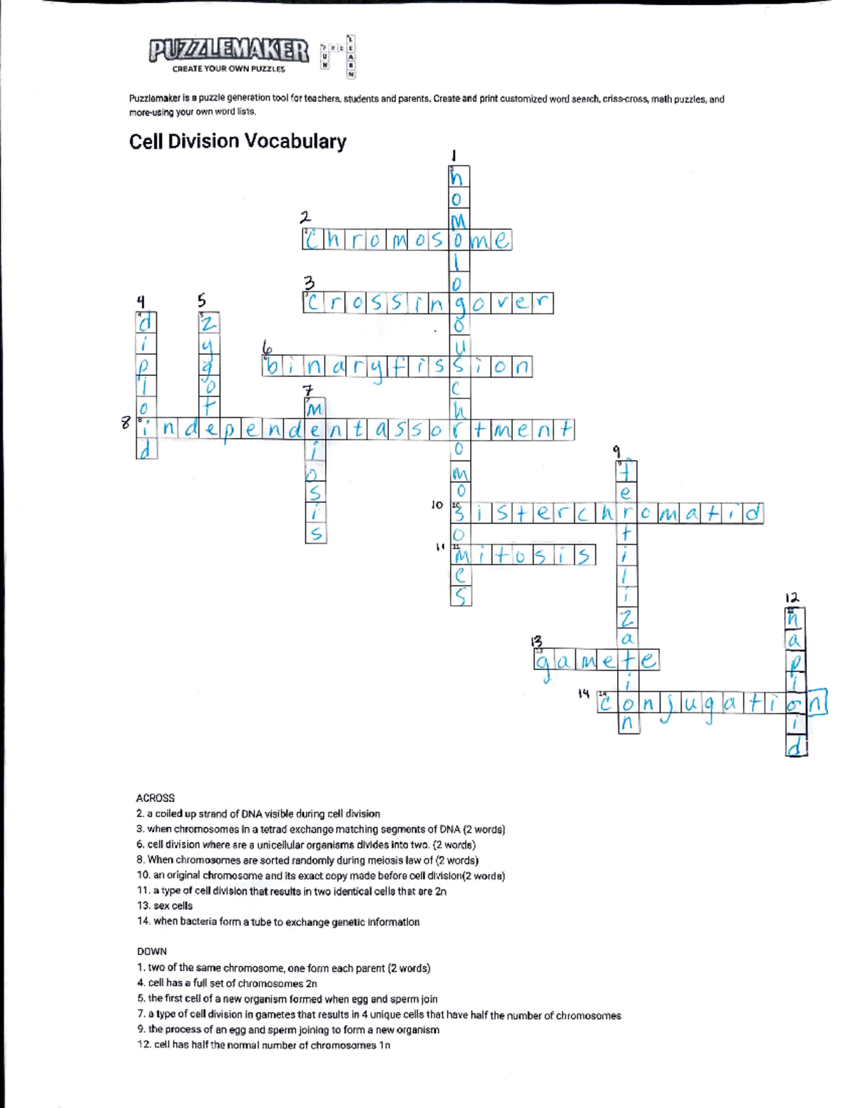 Cell+Division+Crossword+Key - ' • Lfm'if'9 8Bf~fnltrn CREATE ...