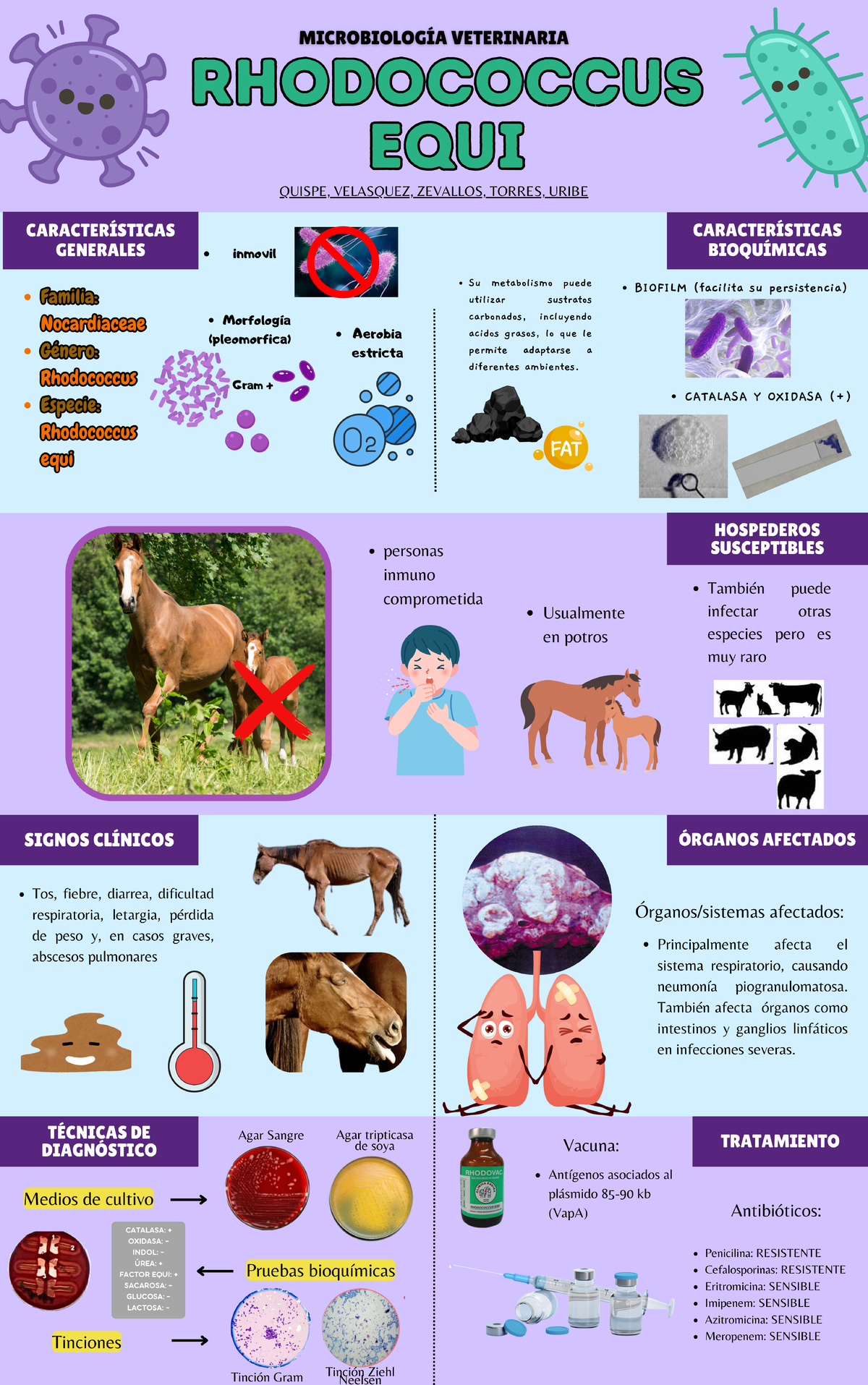 Rhodococcus equi - micro - MICROBIOLOGÍA VETERINARIA RHODOCOCCUS EQUI ...