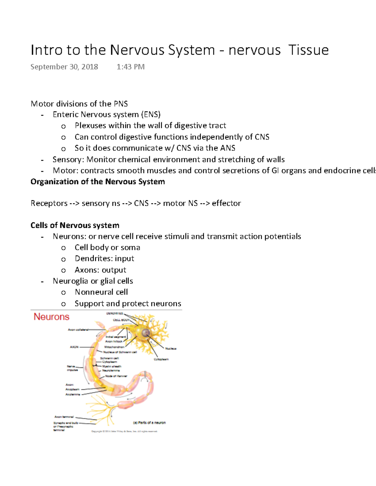 Intro to the Nervous System - nervous Tissue - Warning: TT: undefined function: 32 Motor ...