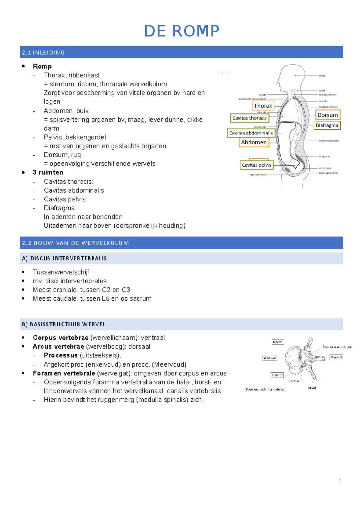 Samenvatting anatomie wervelkolom en onderste lidmaat - DE ROMP 2 ...