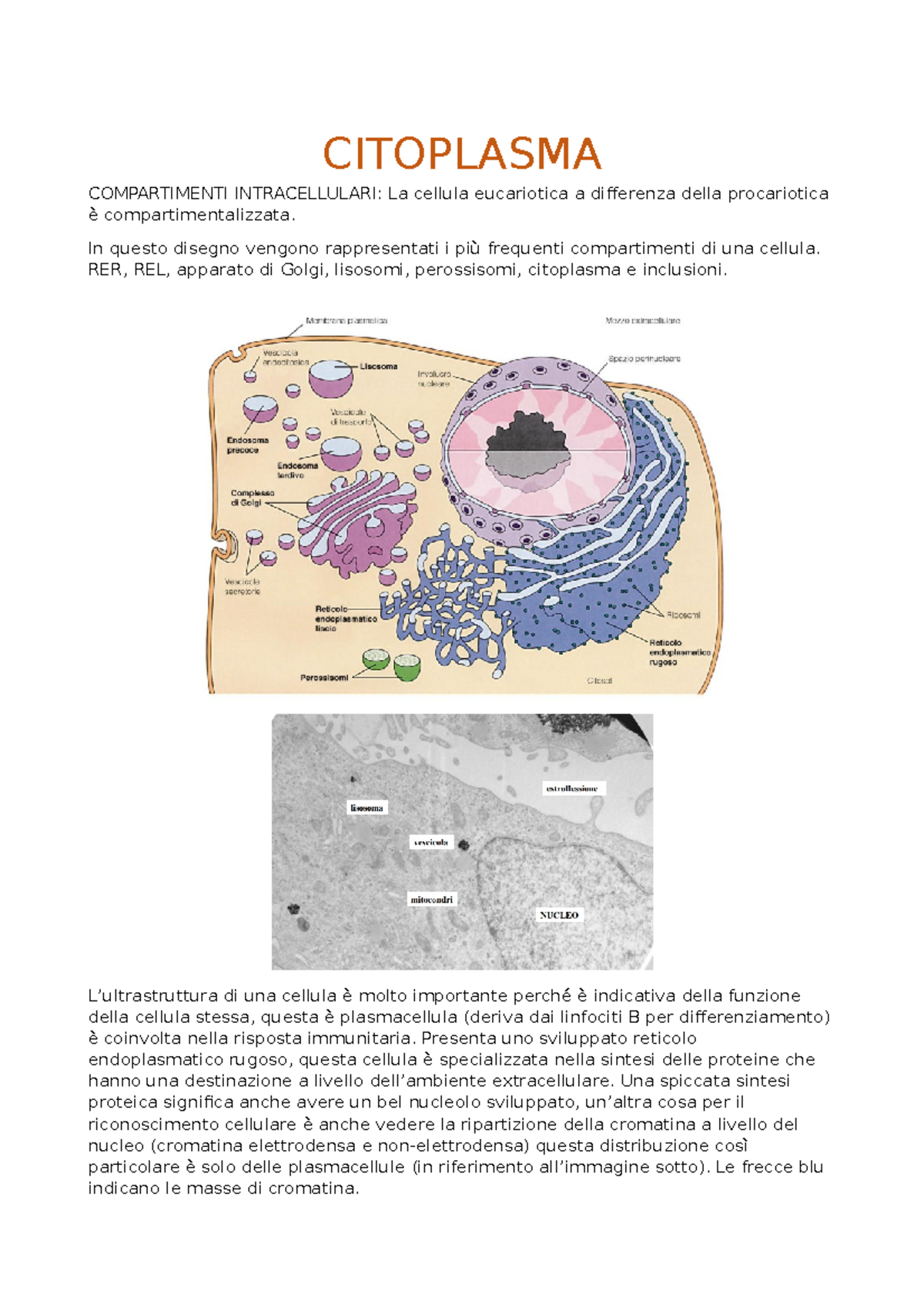 Citoplasma appunti miei - CITOPLASMA COMPARTIMENTI INTRACELLULARI: La cellula eucariotica a ...