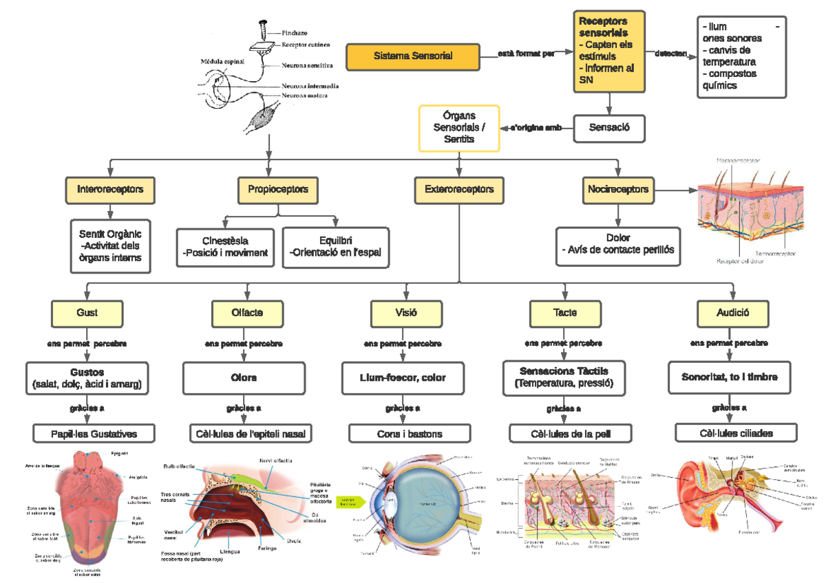 Sentits - Mapa conceptual - Sistema Sensorial està format per Receptors ...