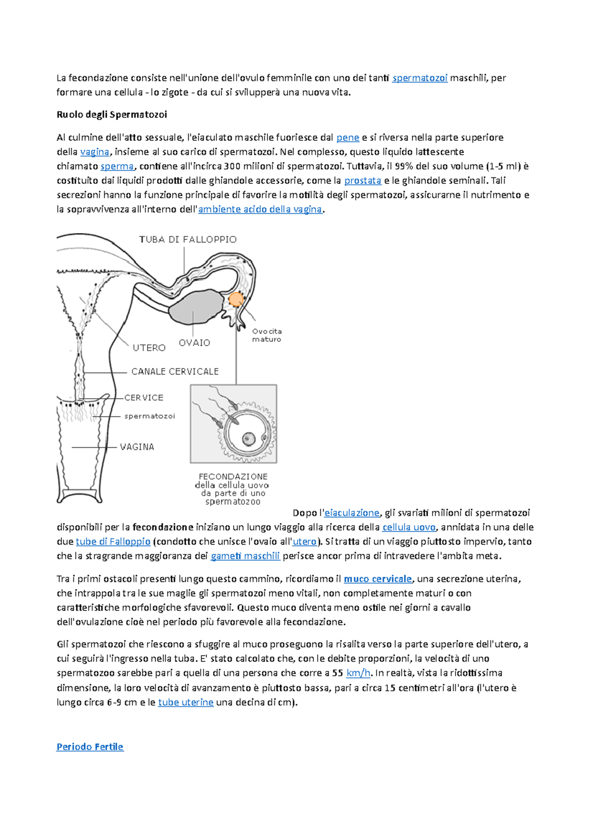Dalla Fecondazione ALLA Nascita DEL Bambino - La fecondazione consiste ...