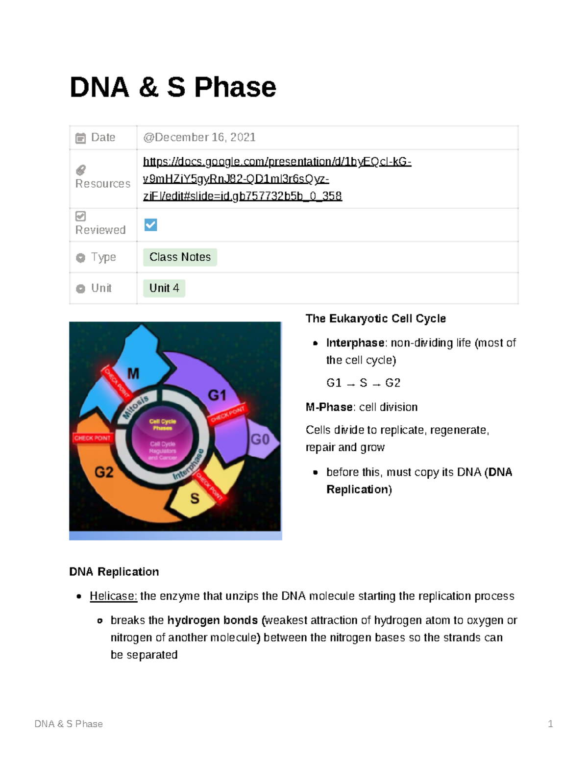 DNA S Phase - Bio Notes - DNA & S Phase 1 DNA & S Phase Date Resources ...