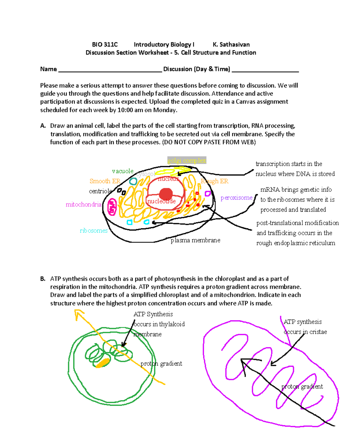 Discussion Worksheet 5 - BIO 311C Introductory Biology I K. Sathasivan ...