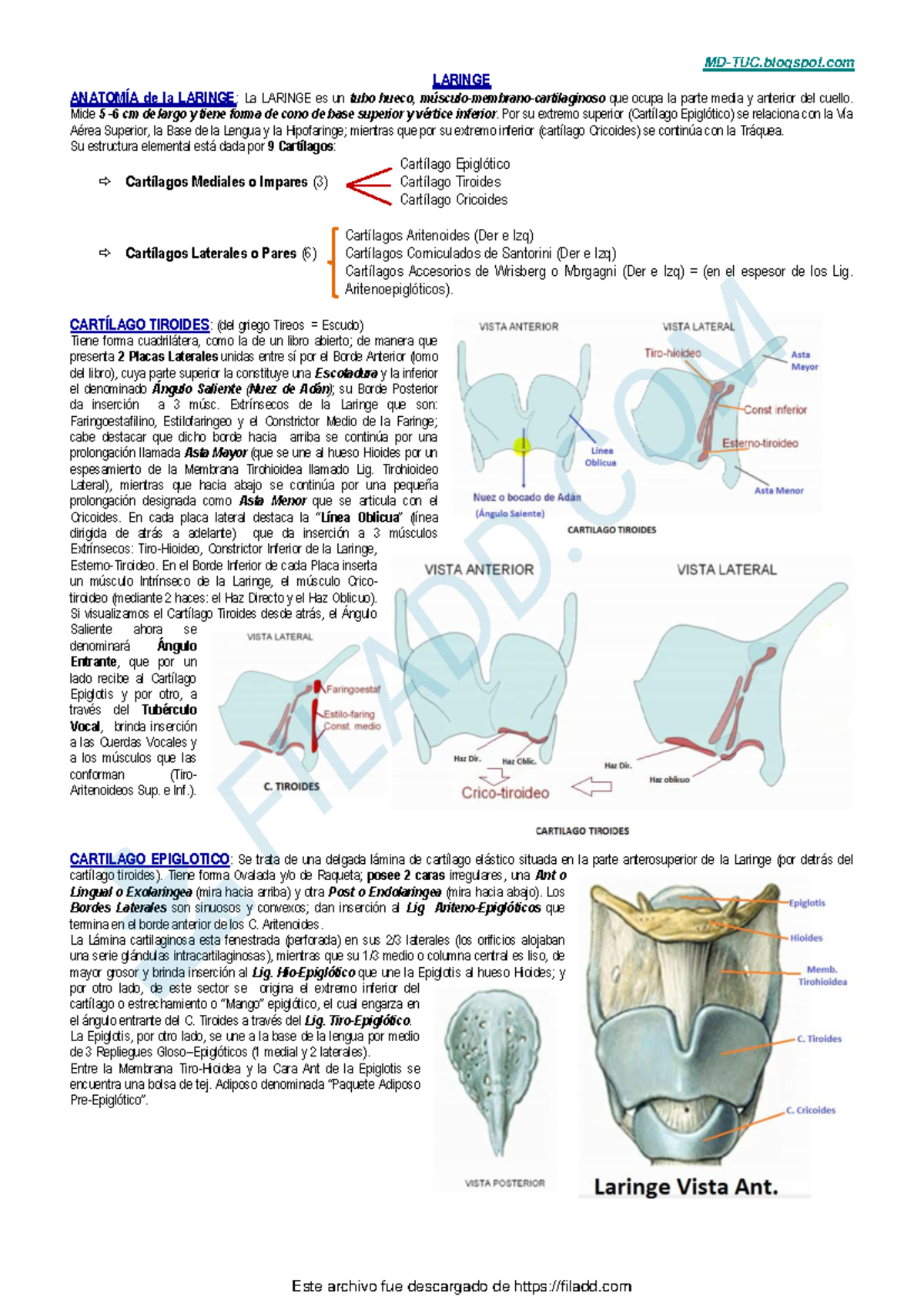 01 Laringe Anatomo-Fisiologia y Semiologia - LARINGE ANATOMÍA de la ...