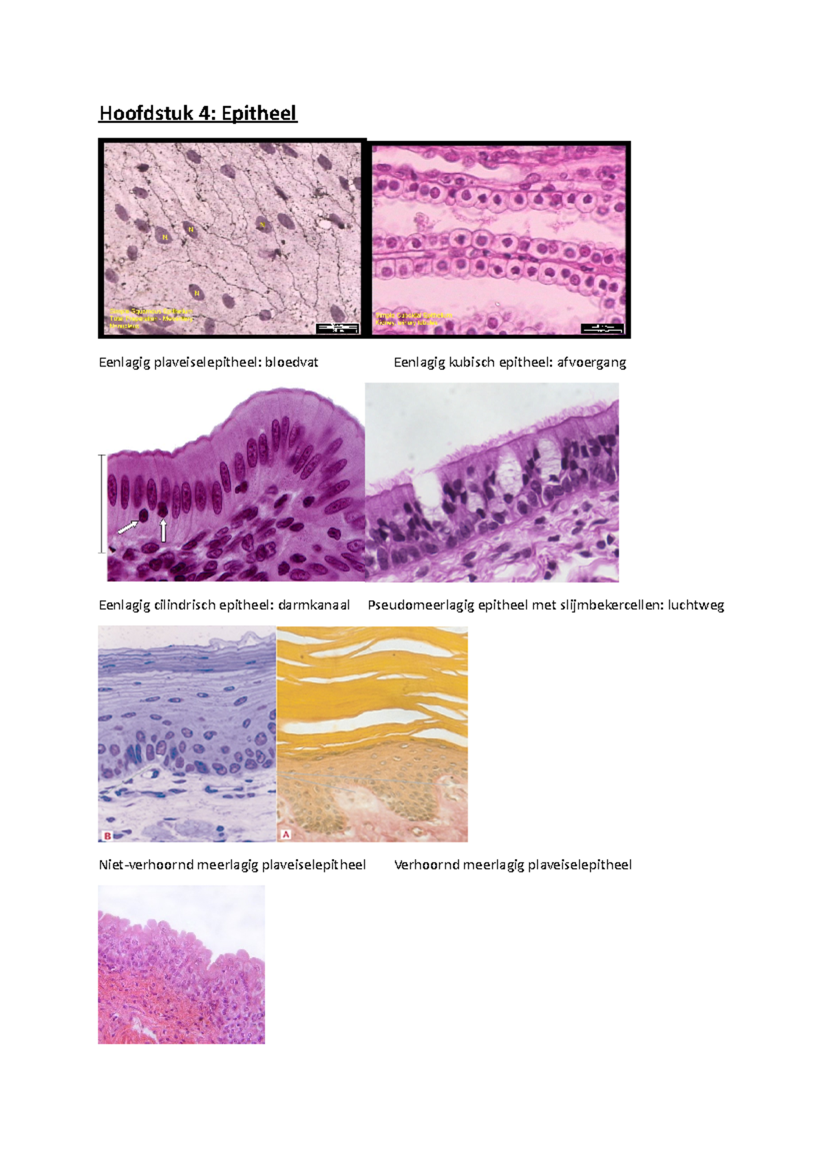 Van Cel Naar Weefsel: Structuur - Tousseyn - Hoofdstuk 4: Epitheel ...