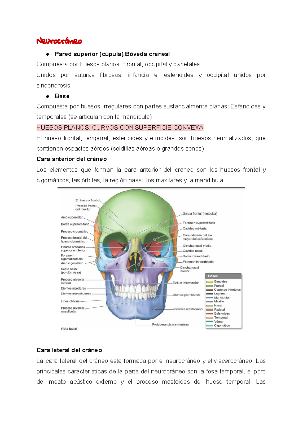 Neurocráneo - Huesos del neurocráneo, descripción general - Neurocráneo ...