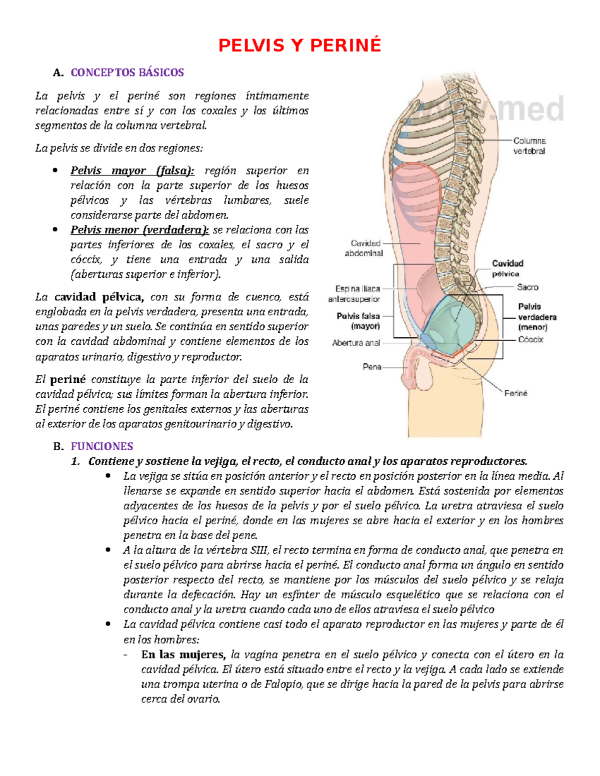 Pelvis y periné 1 - Apuntes anatomia - PELVIS Y PERINÉ A. CONCEPTOS ...