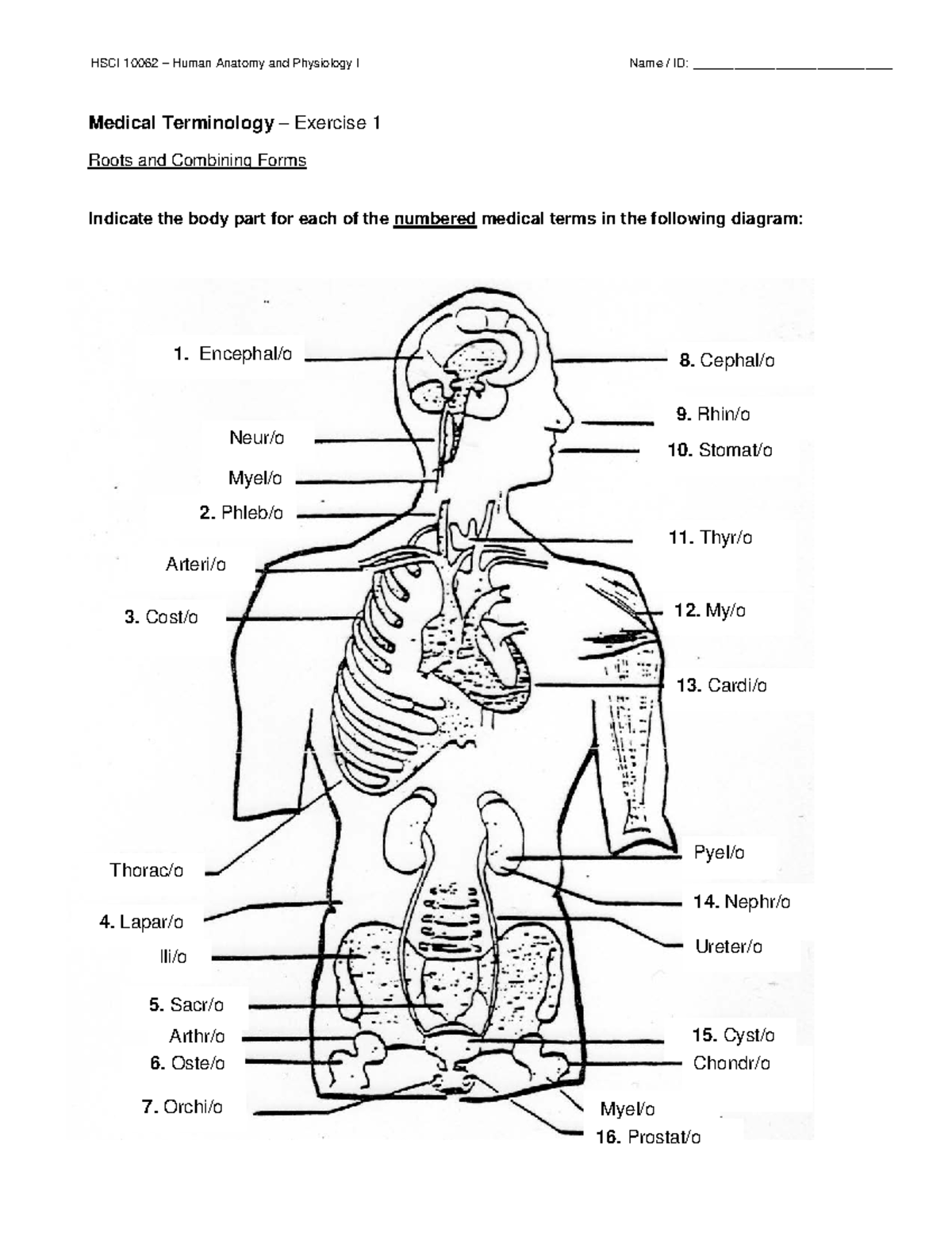 Medical Terminology 1 - HSCI 10062 – Human Anatomy and Physiology I ...