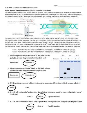 Week 8b DNA Replication Reading Guide - Name