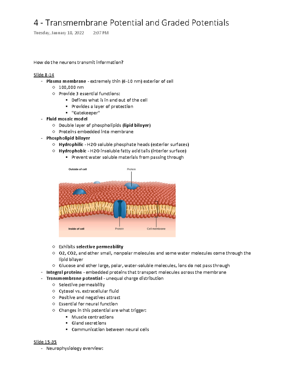 Transmembrane Potentials and Graded Potentials - How do the neurons ...