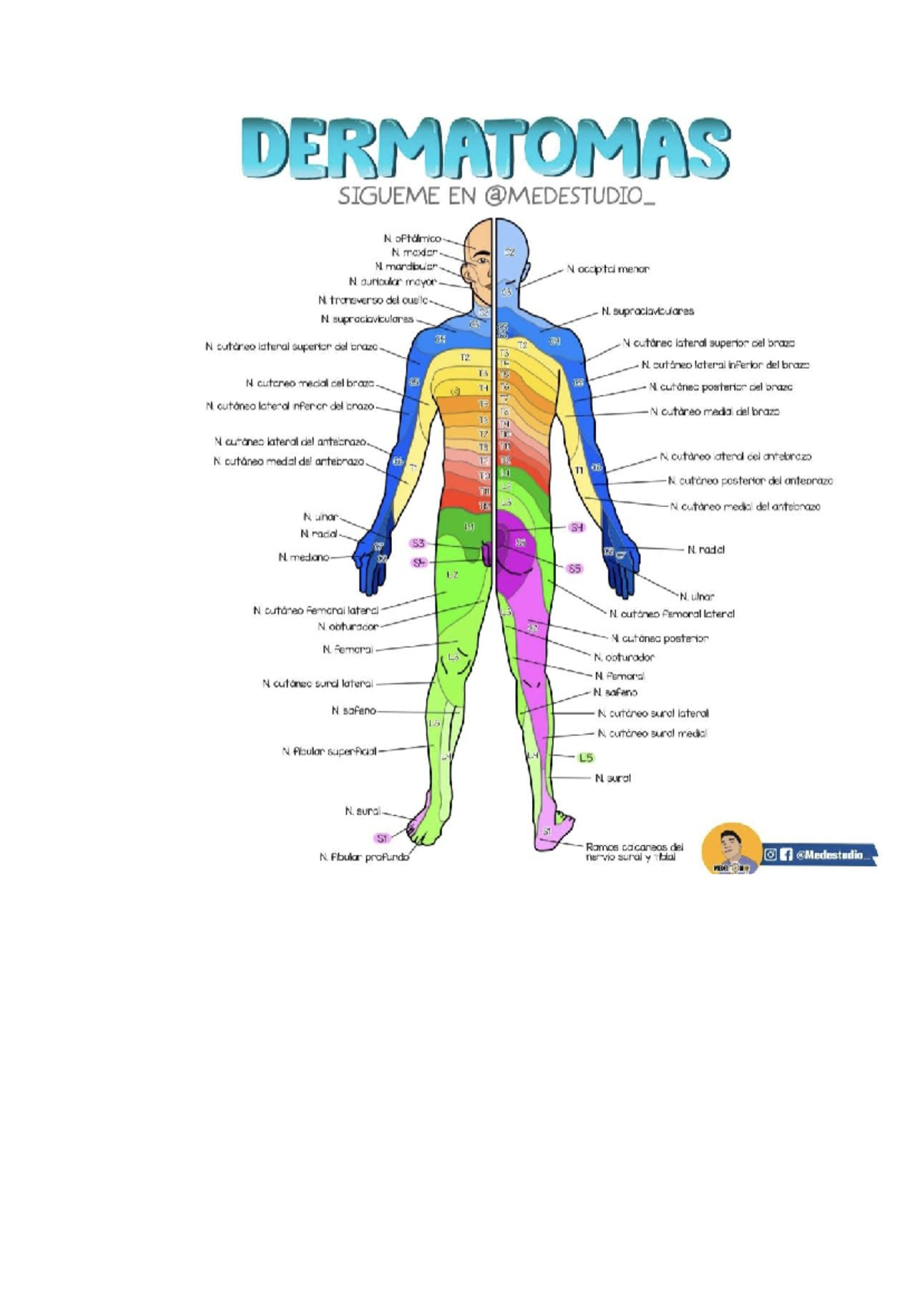 Nosología 1 - Imagen de dermatomas - DERMATOMAS SIGUEME EN N oftálmico ...