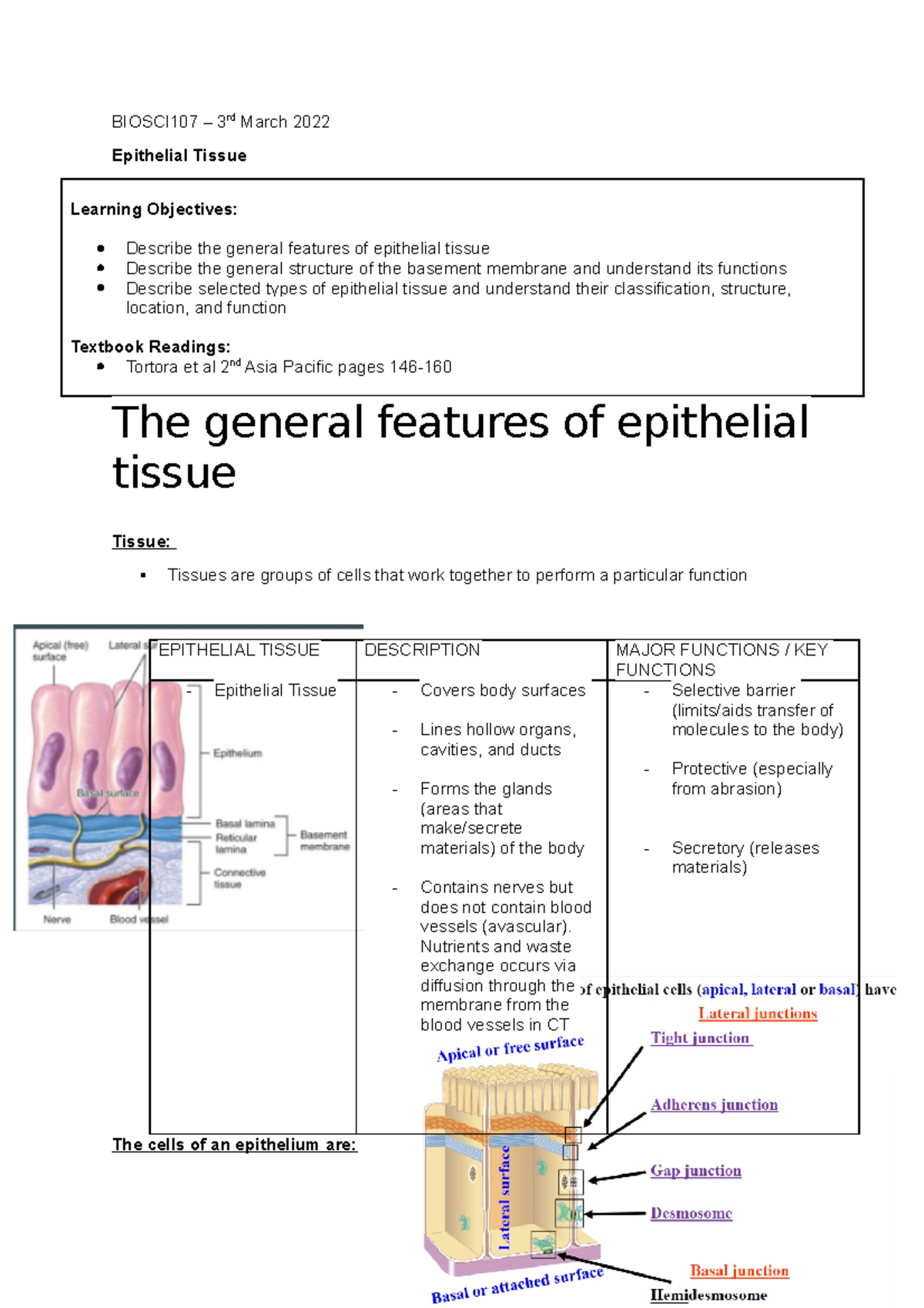 Epithelial Tissue - BIOSCI107 – 3rd March 2022 Epithelial Tissue ...