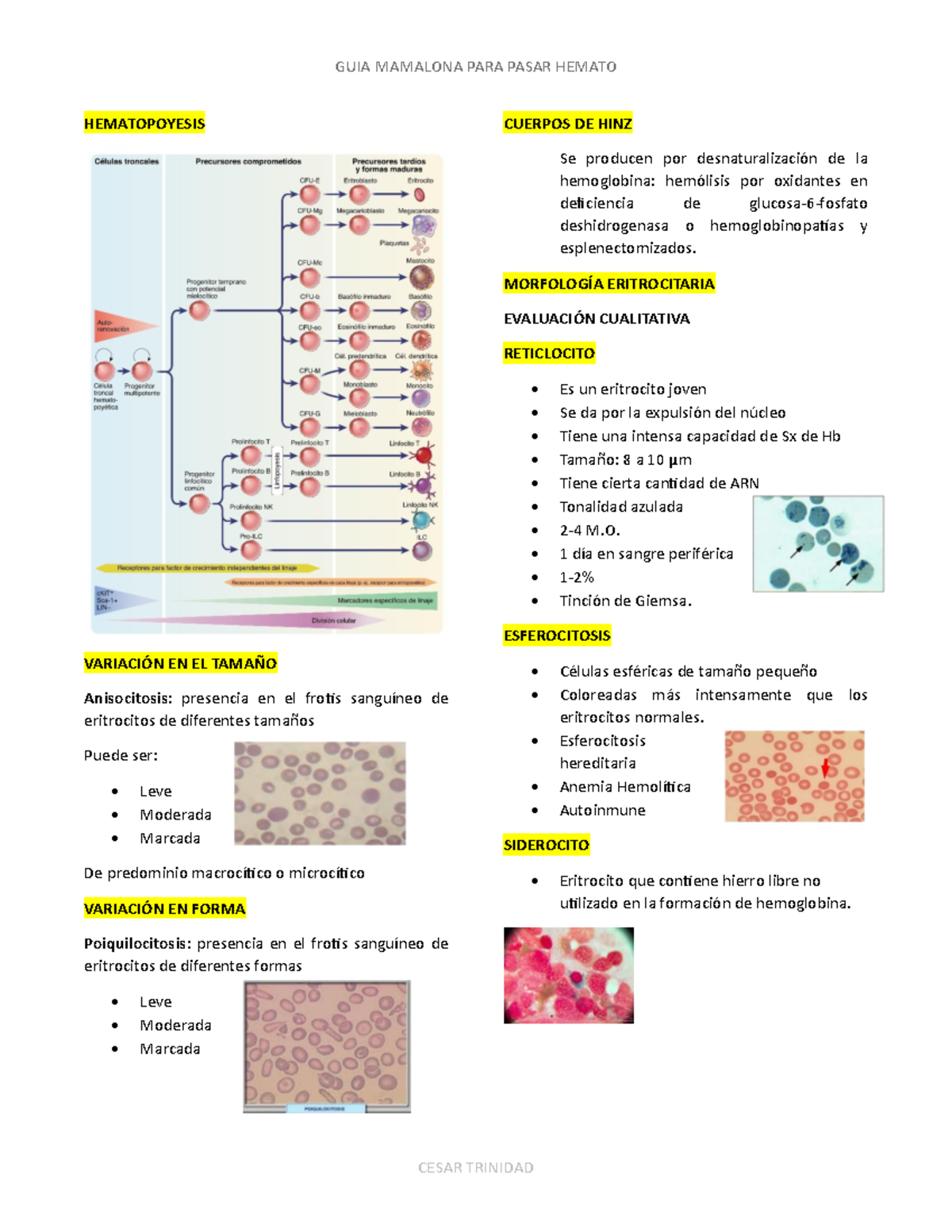 GUIA Hematologia Basada EN Temario UNAM 2010 - HEMATOPOYESIS VARIACIÓN ...